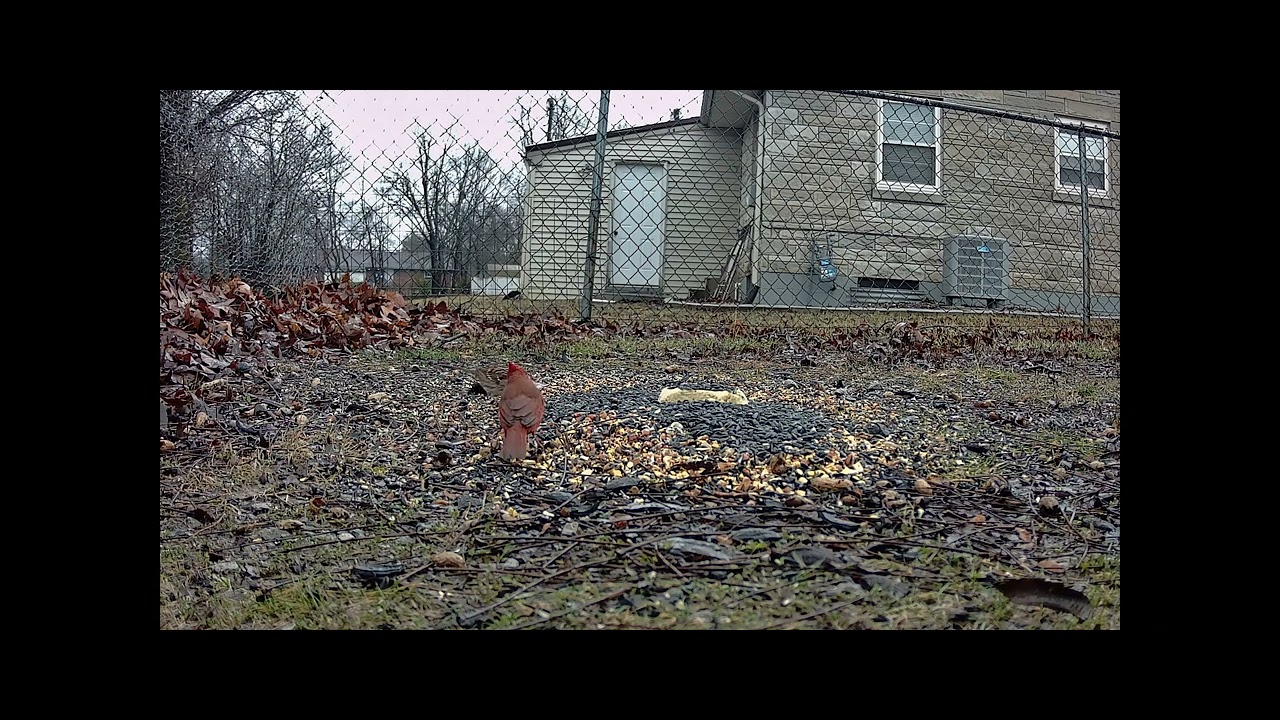 30 minute birds. Adventure 2 Episode 27 - YouTube