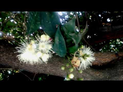 SYZYGIUM PANICULATUM