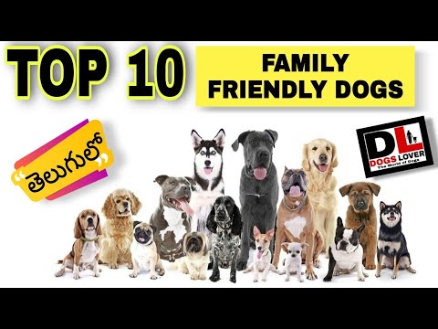 Top 10 Family dogs ||in telugu|| - YouTube