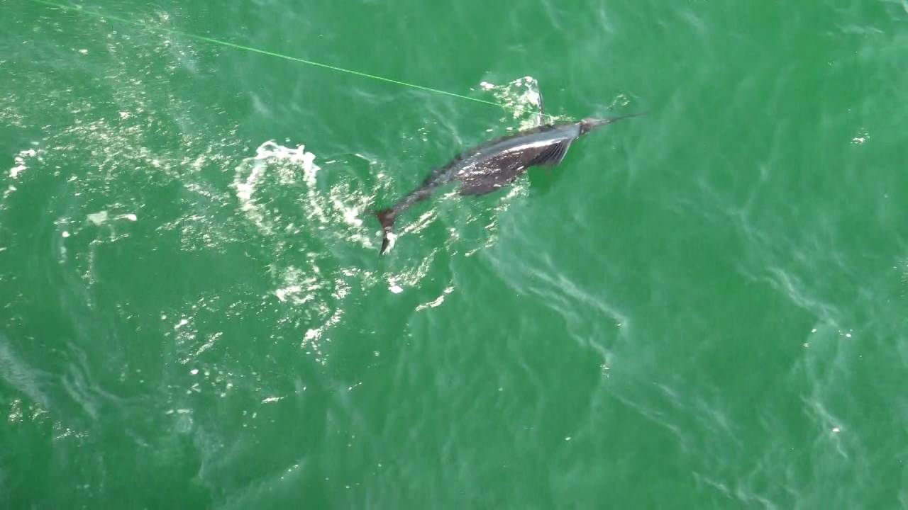 sailfish caught pier fishing - YouTube
