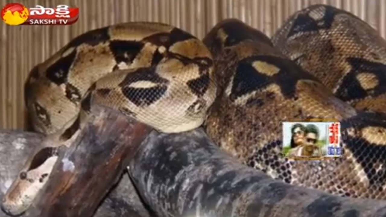 OMG!!! Found Huge Eggs In Stomach Of GIGANTIC Swollen Snake - YouTube