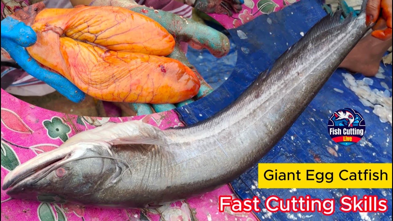 Giant Egg Catfish Fish Cutting Skills Live In Fish Market l Amazing ...