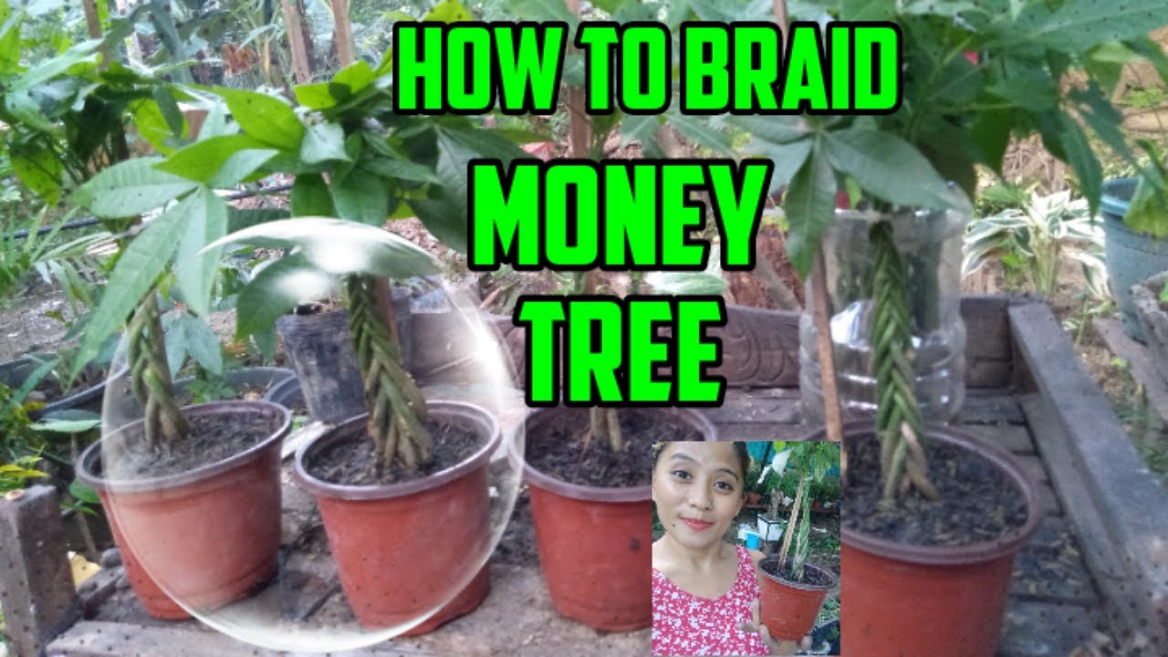 HOW TO BRAID MONEY TREE TO GET LUCKY PAANO TARINTASIN ANG PUNO NG PERA ...