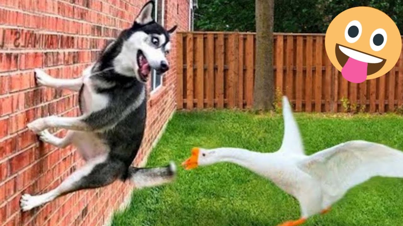 DOGS PLAYING VIDEOS EPISODE 11 #FUNNYGOGS #FUNNYANIMALS - YouTube