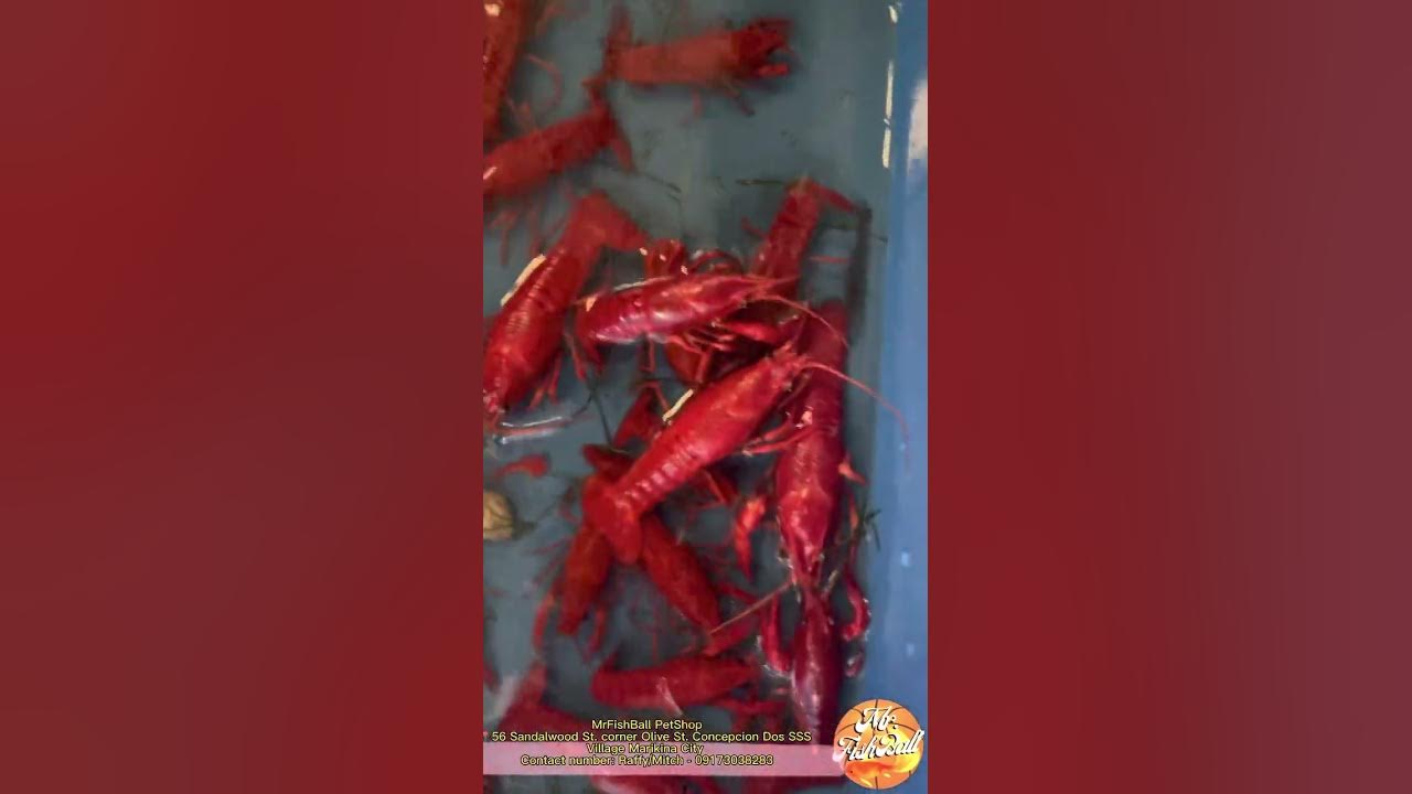 Lobster Youtube