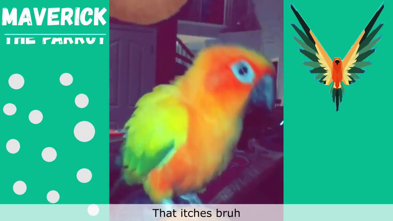 Maverick The Parrot Funny Vines Compilation & Instagram Videos - YouTube