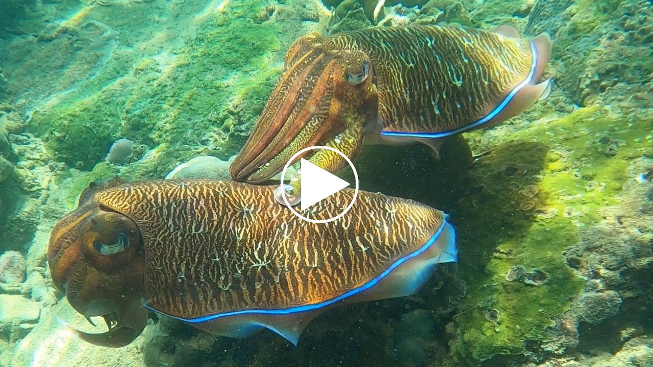 Les incroyables capacités de camouflage de la Seiche Sepiida - YouTube