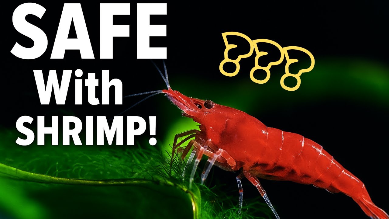 Top 6 Shrimp-Safe Tank Mates | Fish That WON’T Eat Your Neocaridina ...