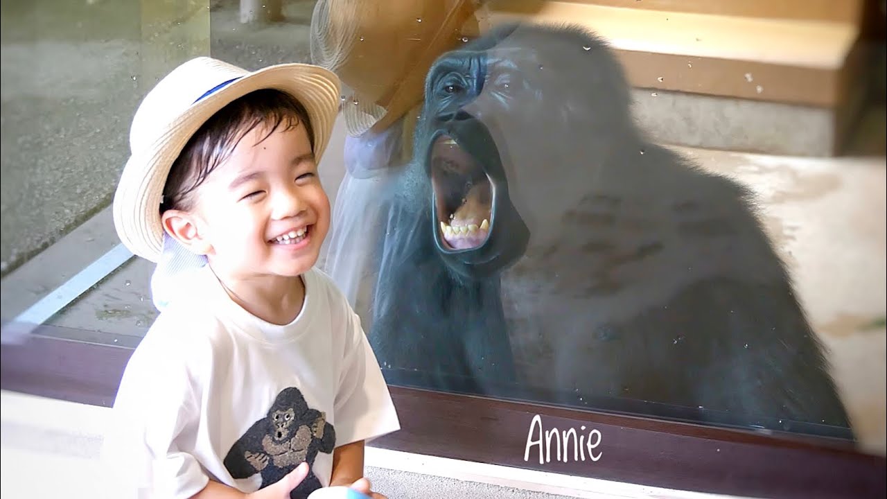 Gorilla Interacting Well With Human Little Boy | Annie | The Shabani ...
