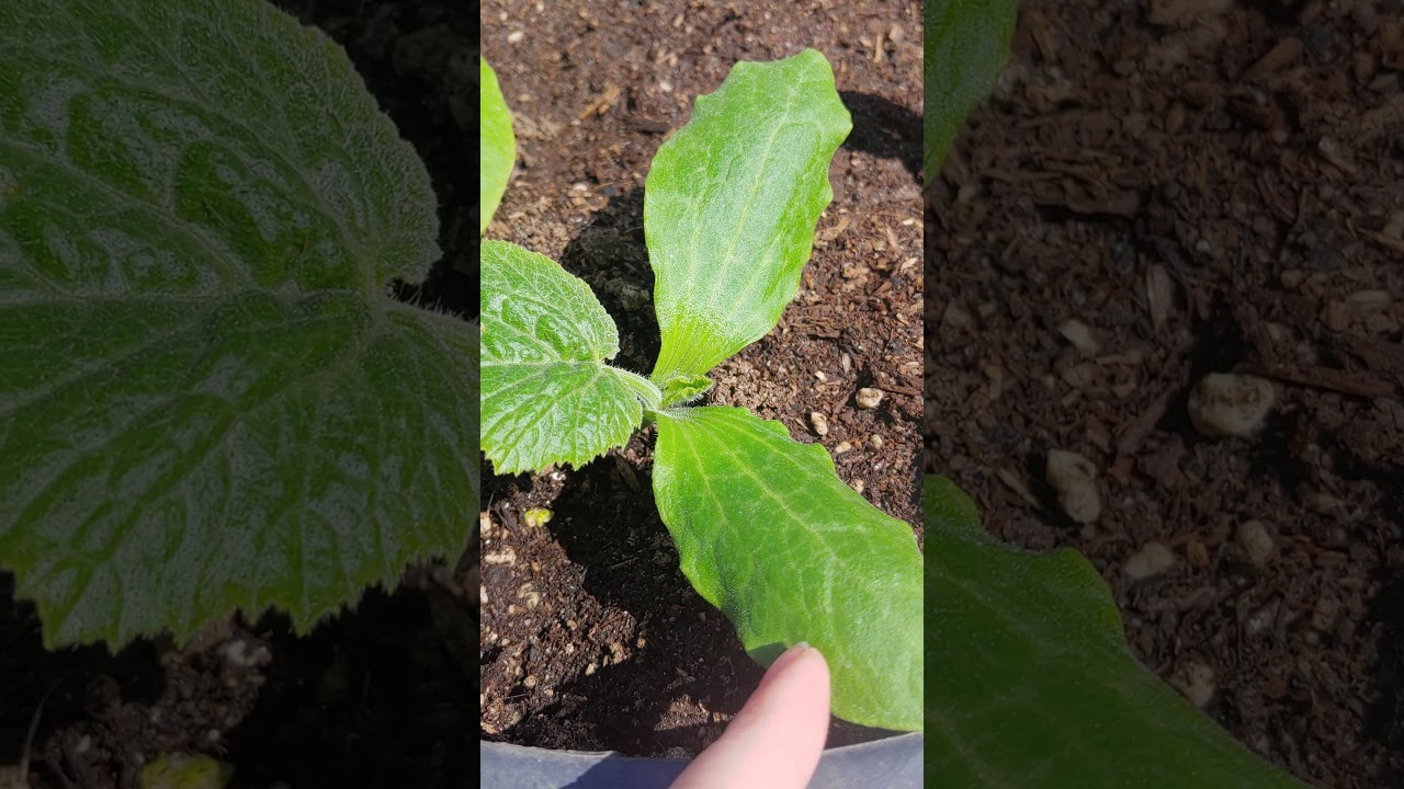 Science - Seed Leaves - YouTube