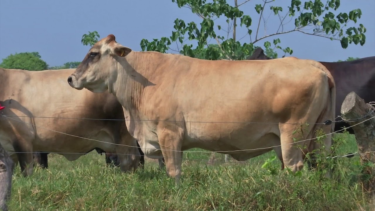 Veracruz Agropecuario - Vivencias de un ganadero con 27 años de ...