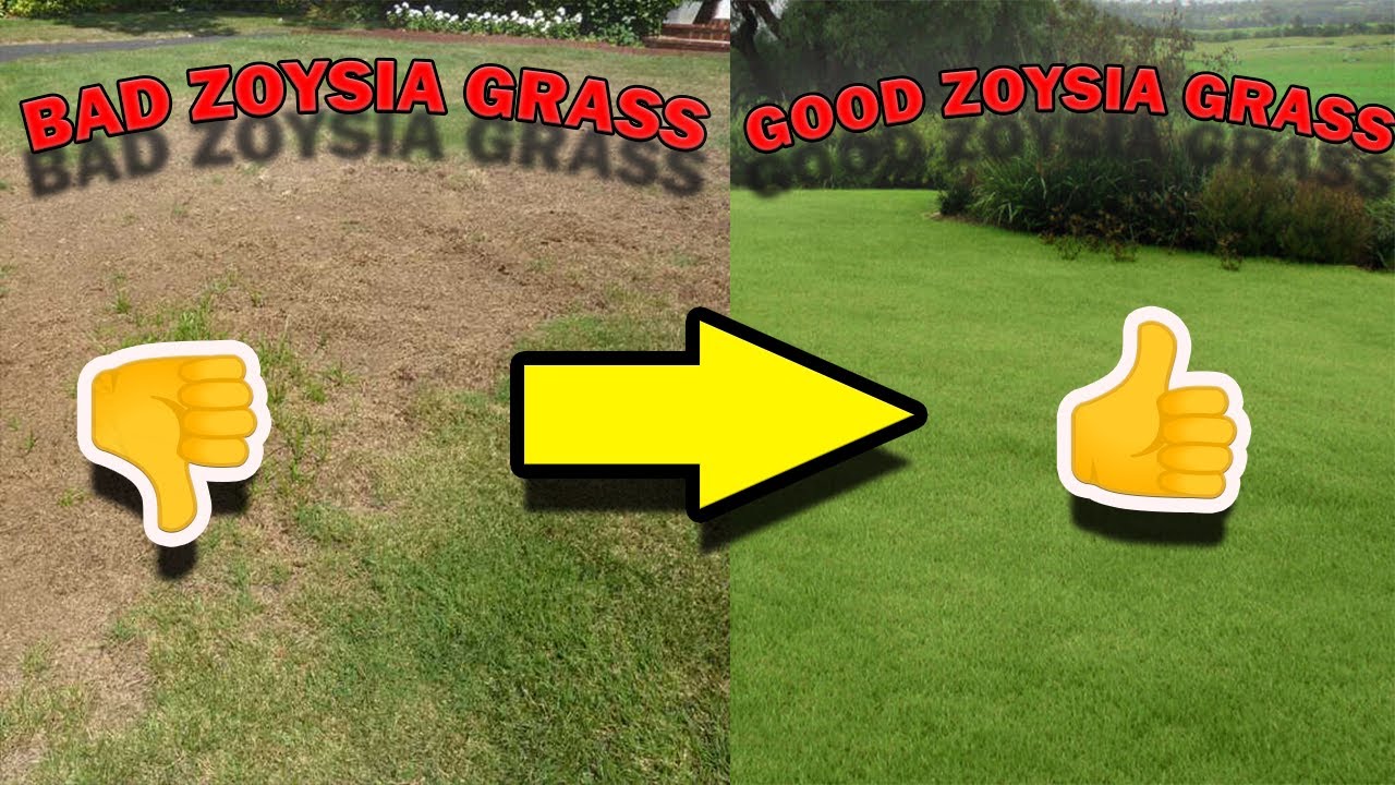 June Lawn Tips for Zoysia Grass | How to Have Thick Green Zoysia Grass ...