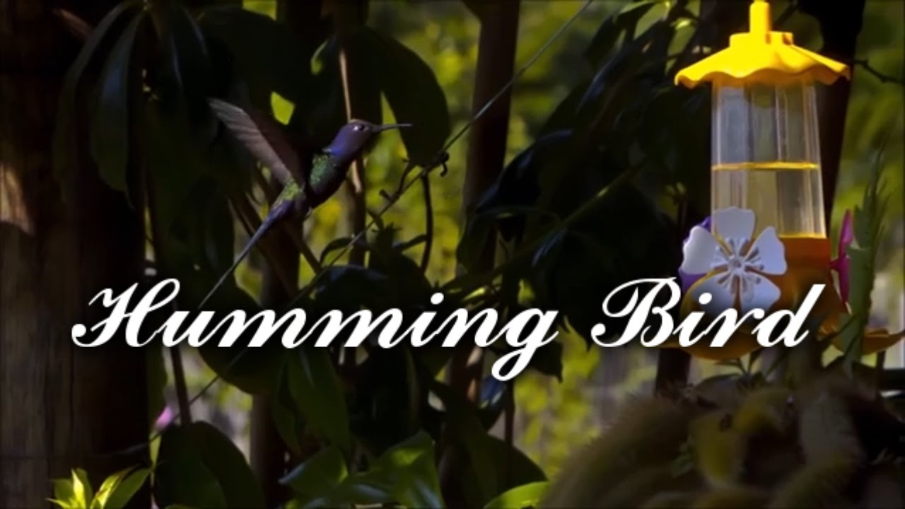 Humming Bird - Beautiful Calming Music by Magic Piano of Quicksand ...