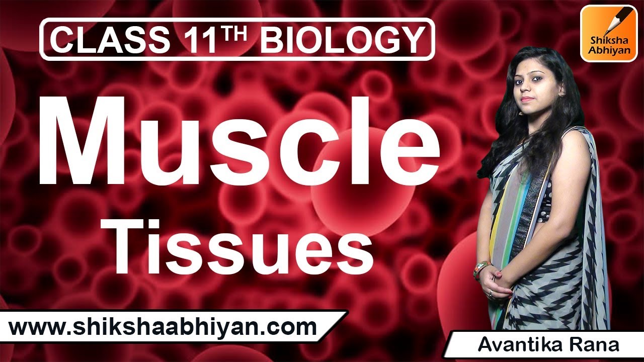 Muscle Tissues-#CBSE Class 11 Biology - YouTube
