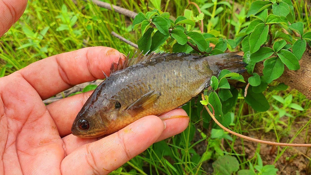 Catch a little cute freshwater fish in a beautiful flooding place - YouTube
