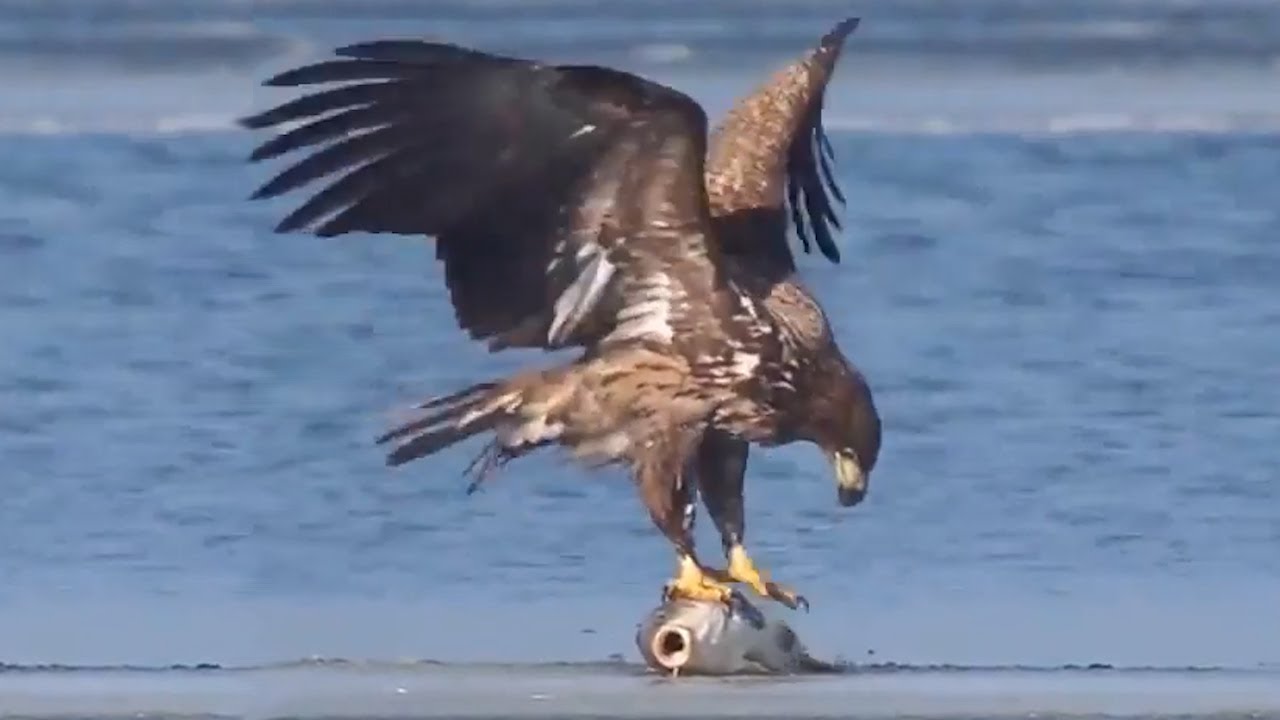 This Amazing Video Shows How a Eagle Catches a Fish - YouTube