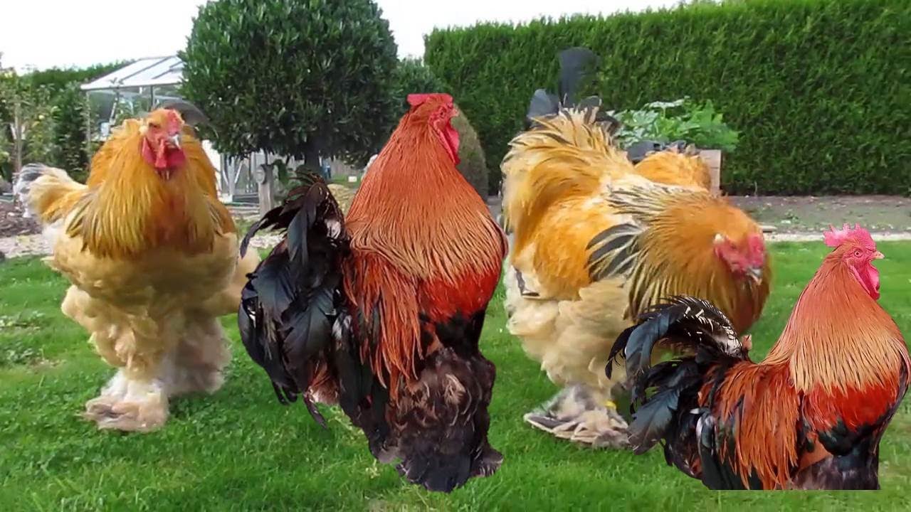 latest heavy buff chicken breed in the world/chicken pets playing - YouTube
