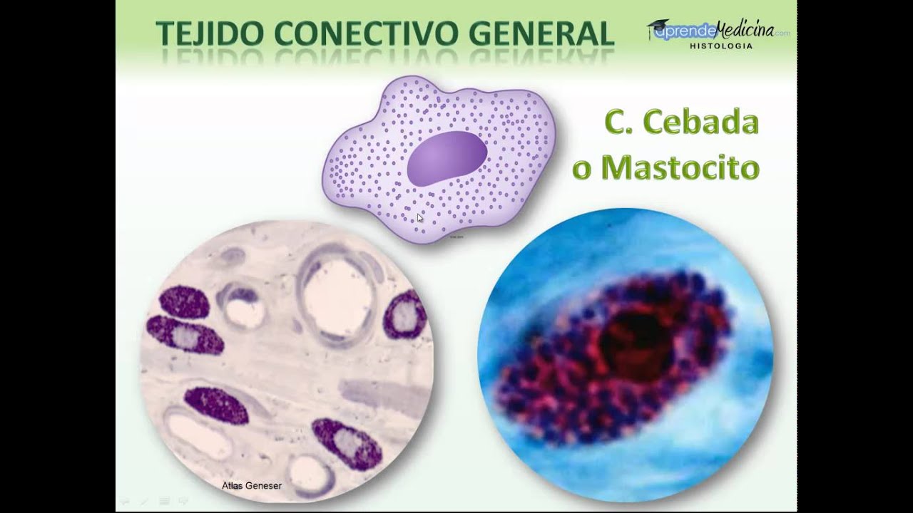 Adipocitos Mastocitos Plasmocitos Pericitos y Leucocitos - YouTube