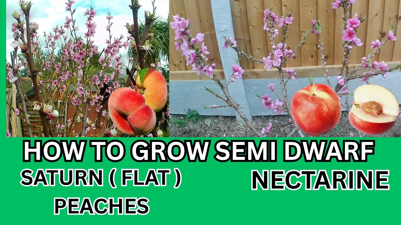 HOW TO GROW SEMI DWARF FRUIT TREES FLAT PEACH AVALON PEACH APRICOTS IN ...