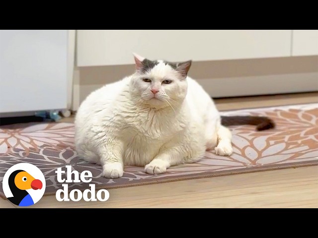 23-Pound Wobbly Cat Makes Huge Strides In Her Weight Loss Journey | The ...