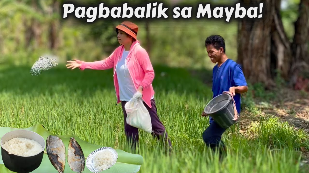 Nagabono ng Palay sa Bukid ni Tobias kasama ang Kanyang Nanay | ROMALYN ...