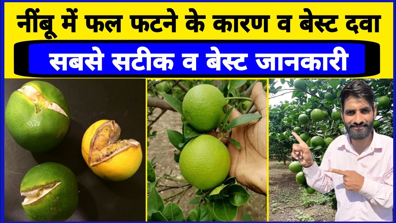 नींबू के फल फटने के कारण व रोकने की बेस्ट दवा | Fruit cracking in ...