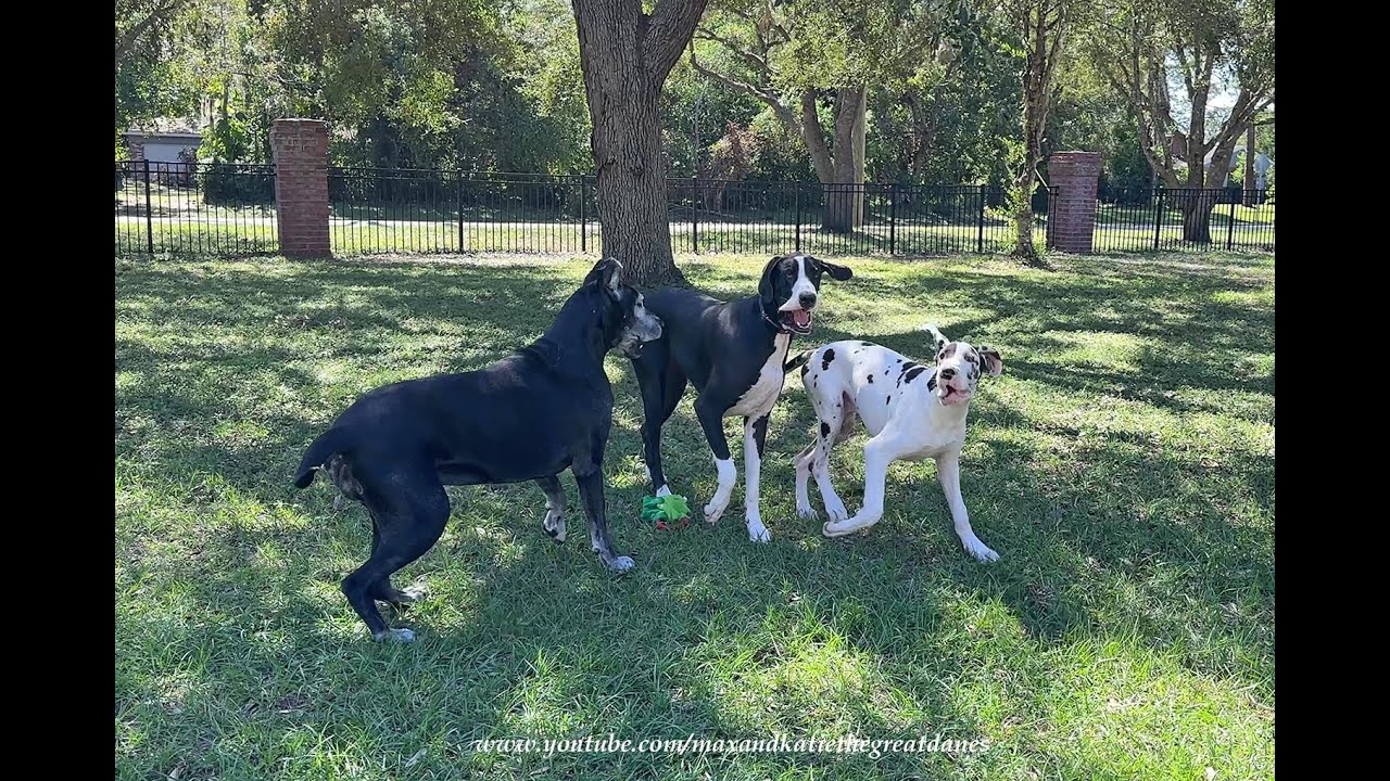 Senior Great Dane Plays Like A Puppy With Sister & 5 Month Old Brother ...
