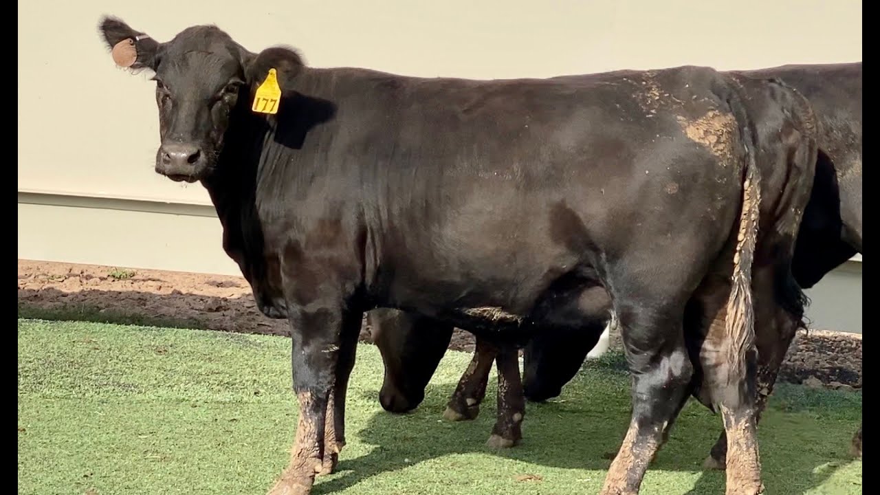 Angus Replacement Heifers - YouTube