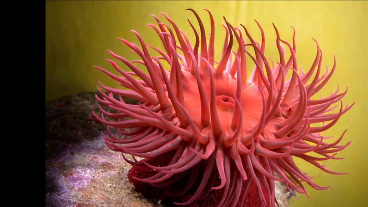 Bunodosoma cangicum - YouTube