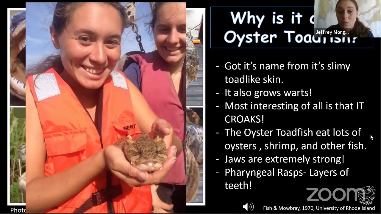 Ocean Adaptations: Create Your Own Sea Creature! - YouTube