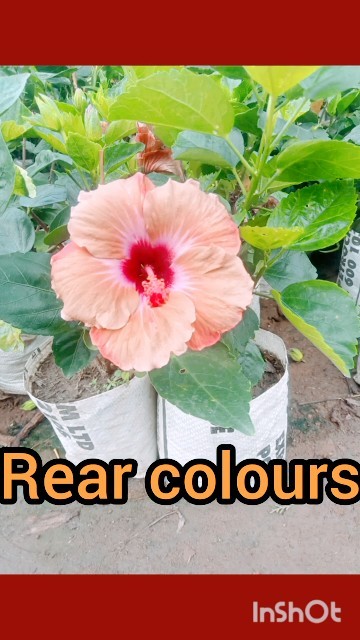 rear colours hibiscus 🌺 and roses #shortsfeed #hibiscus #rosé# ...