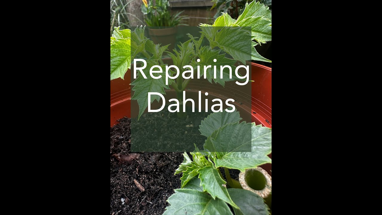 Broken dahlia stems, will your dahlia recover from snapped stems or ...