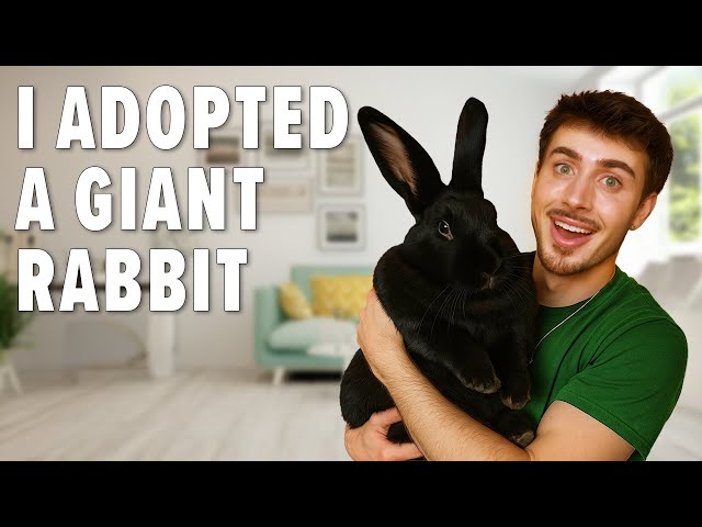 Giant Rabbit