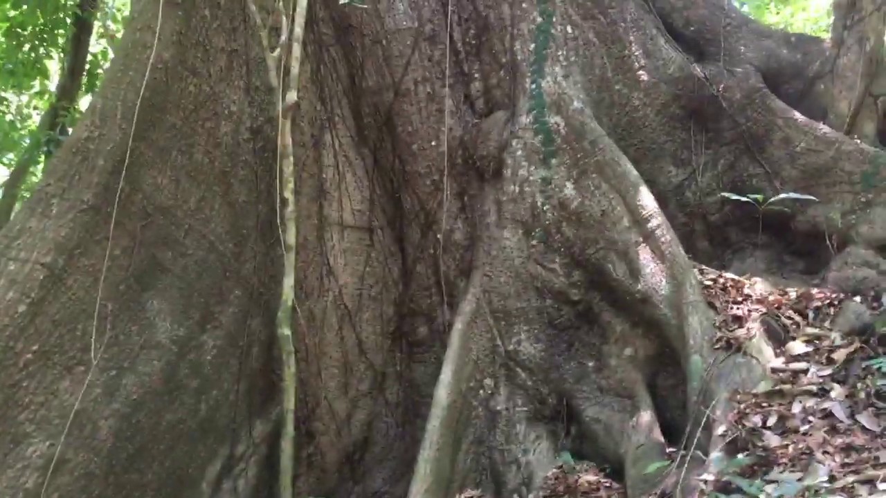 Giant Tree on FSC Certified Project - Diamond Tropical Hardwoods - YouTube
