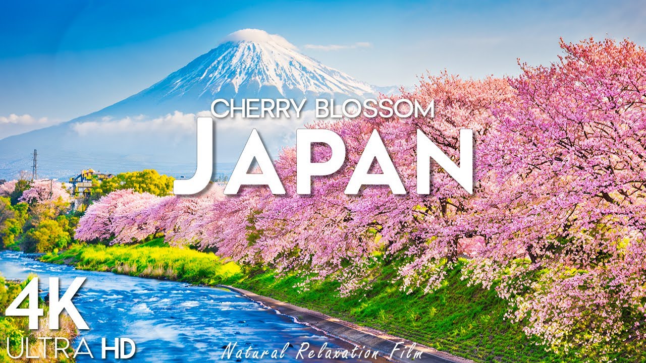 Spring Japan 4K UHD 🌸 Cherry Blossom Japan, Scenic Relaxation Film With ...