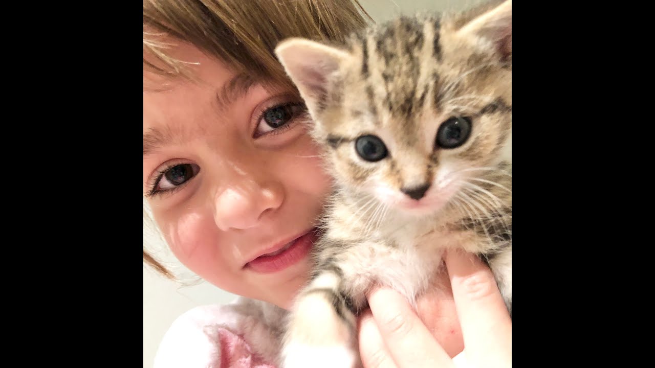 How to HOLD a KITTEN when you're a LITTLE HUMAN: Rescue Cat lessons ...