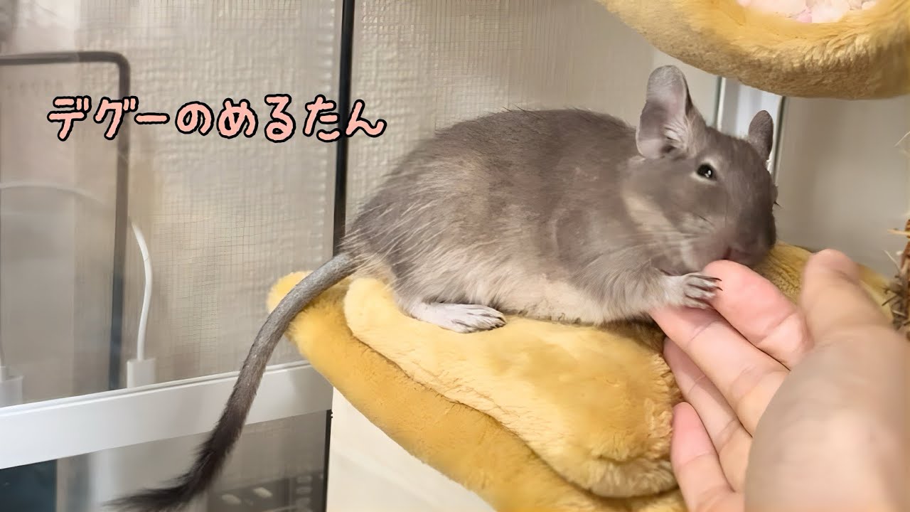 デグーを迎えてから2ヶ月目の様子／デグーのめるたん Merutan is a degu - YouTube