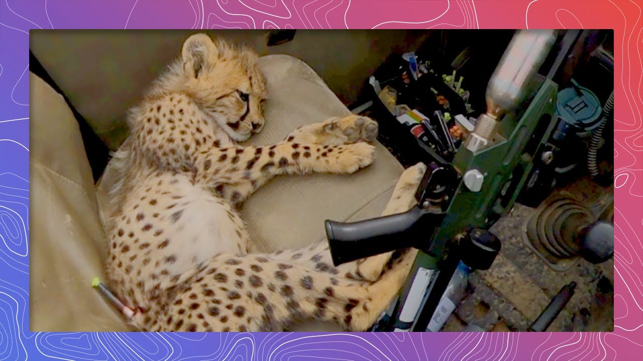 Saving the Cutest Cheetah | Wildlife in 360 VR - YouTube