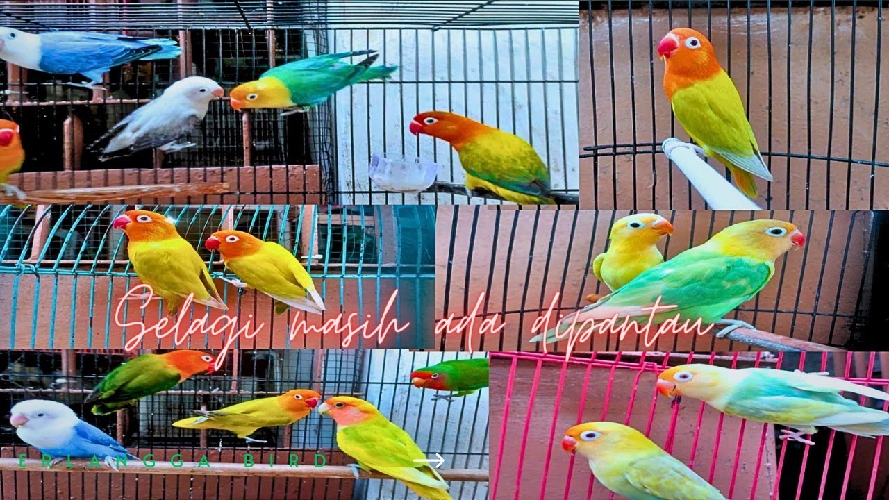 sabtu ceria masuk lagi lovebird warna unik tonton dulu om tar keduluan ...