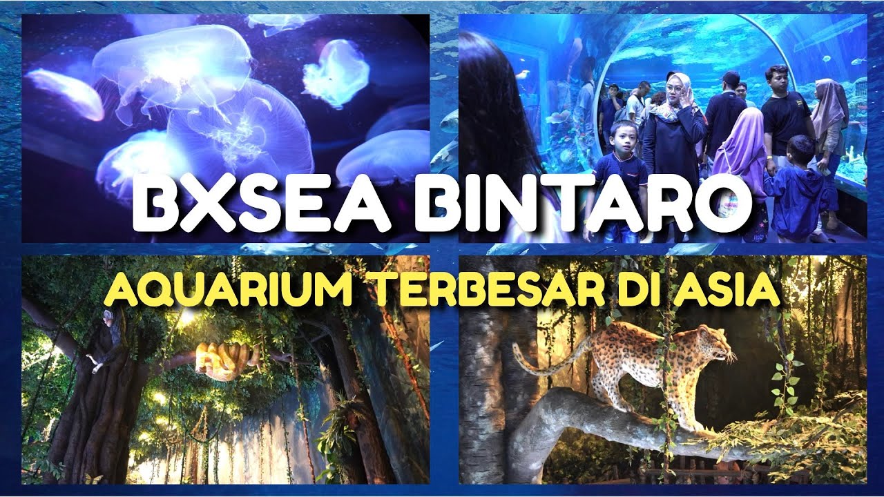 BXSea Bintaro - Aquarium Terbesar di Indonesia - Wisata Baru 2024 # ...
