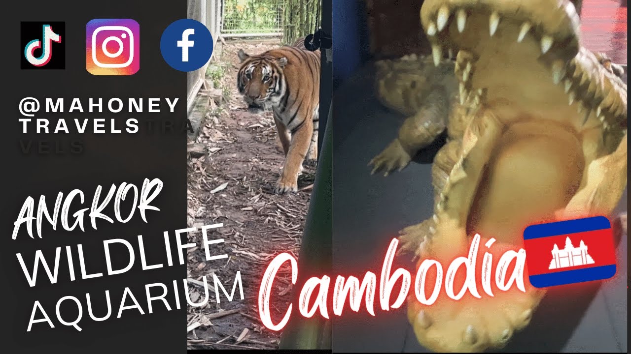 Discover the mesmerizing world of Angkor Wildlife Aquarium - YouTube