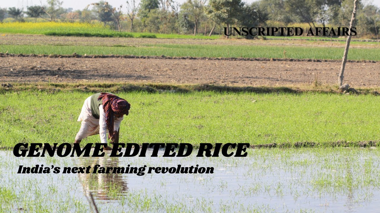 India’s Revolutionary Genome-Edited Rice – A Game Changer ! - YouTube