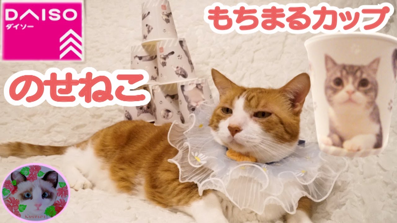 DAISOもちまる紙コップをのせられたでぶ猫 DAISO MOTIMARU goods - YouTube