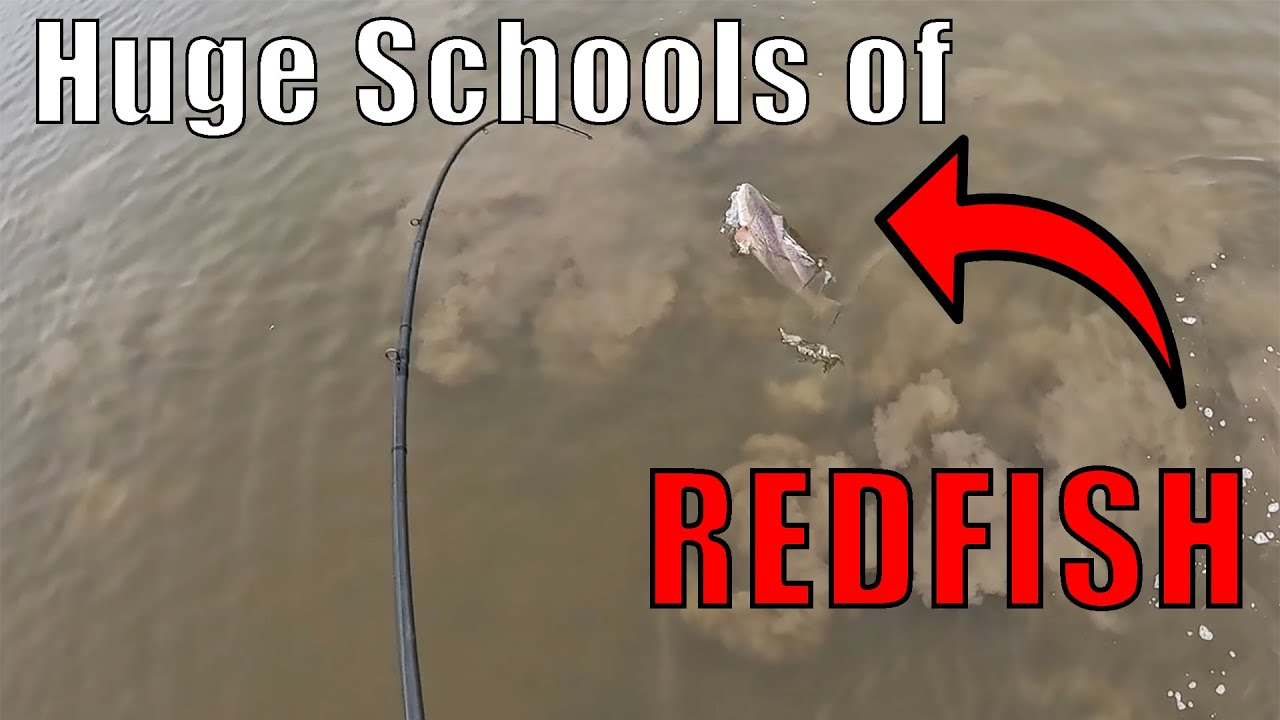 Chasing Epic Redfish Schools with Huge Redfish! - YouTube