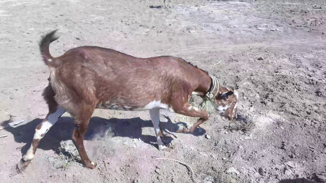 Bari Bakari || Bari goat || bari nasal ki bakri || Best new nasal ki ...