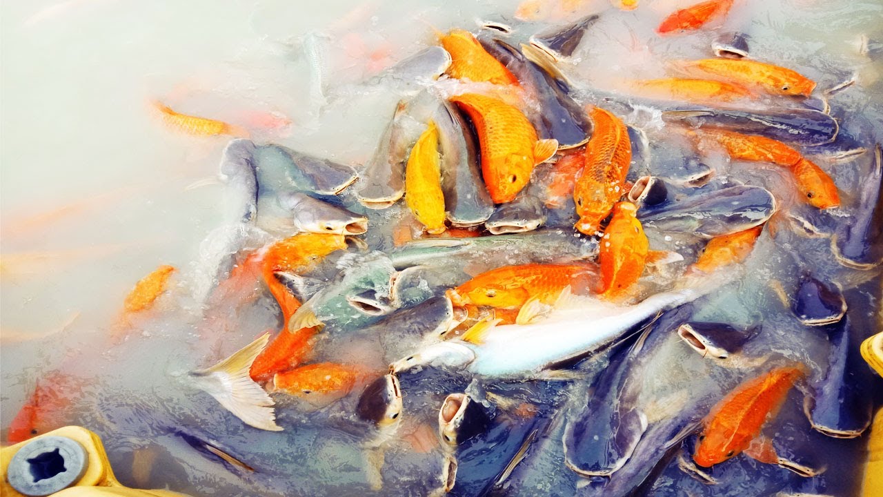 Super collection of cute koi carp fish, tilapia catfish and tinfoil ...