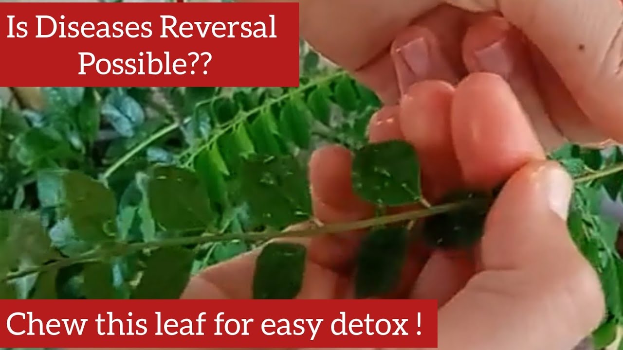 chewing on this leaf can reverse all your diseases | detox juice hack ...