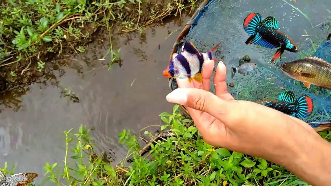 cari IKAN di selokan dapet CUPANG alam dan IKAN CANTIK ini - YouTube