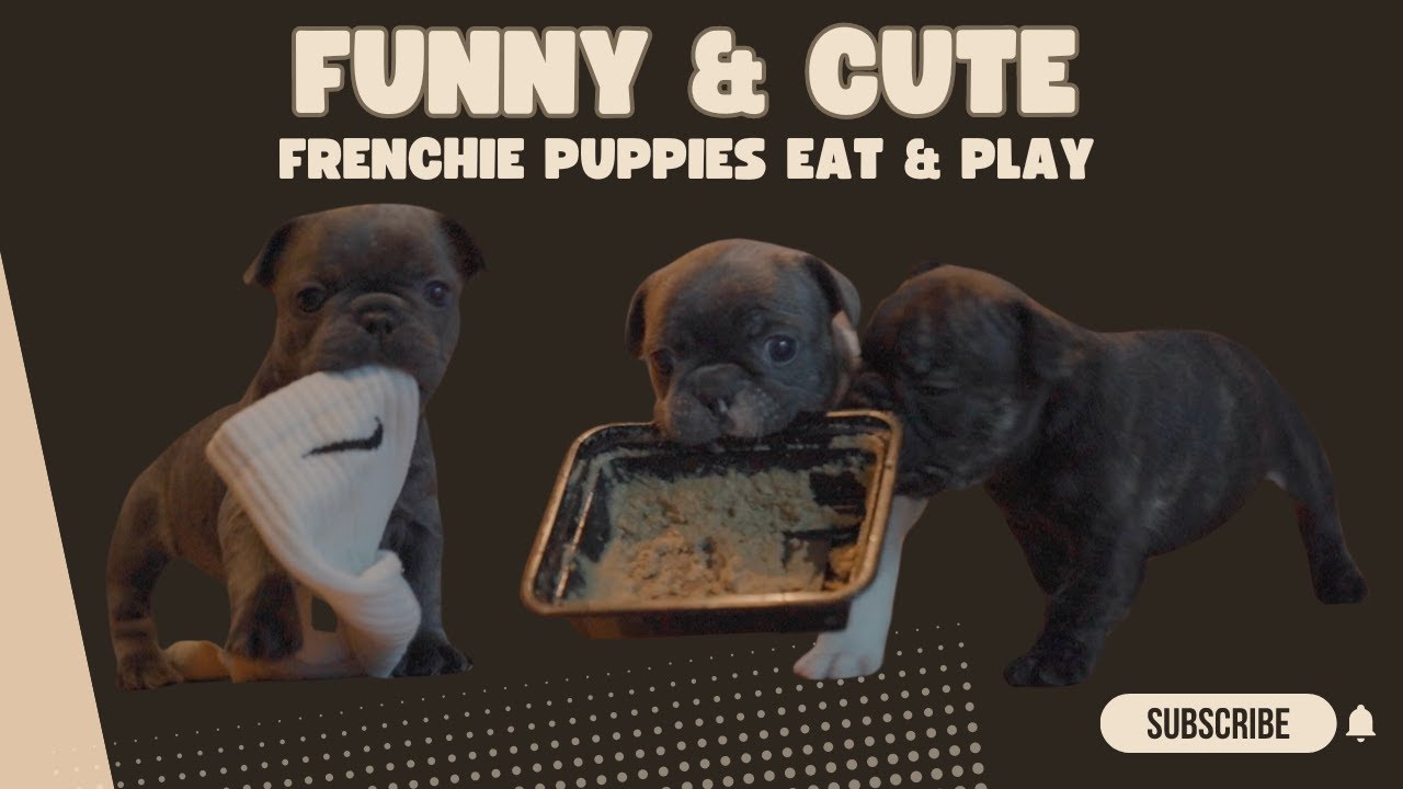 Frenchie Puppies Eat & Play *FUNNY & CUTE* - YouTube