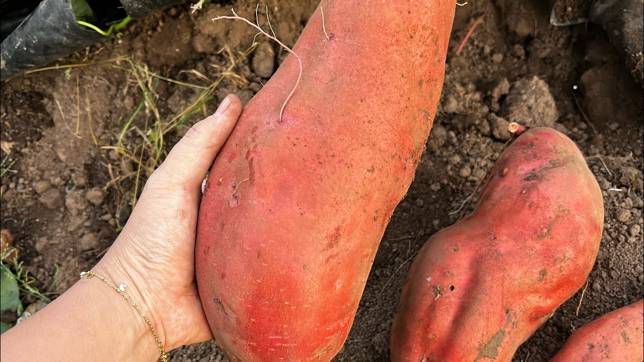 Harvesting GIANT sweet potato - YouTube
